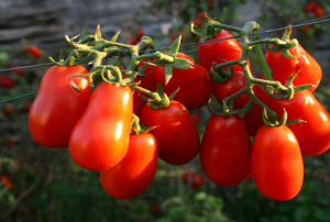What are the best Italian tomatoes: here are all the varieties to try ...